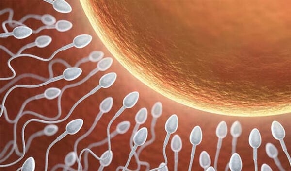 Como saber quando estou no período fértil